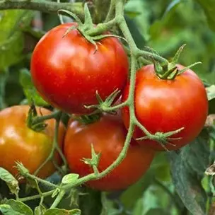 알파 오픈 토양을위한 토마토의 초기 품종