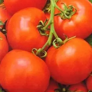 오픈 토양 오로라를위한 토마토의 초기 품종