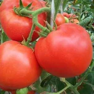오픈 토양에 대한 토마토의 초기 품종 큰 엄마