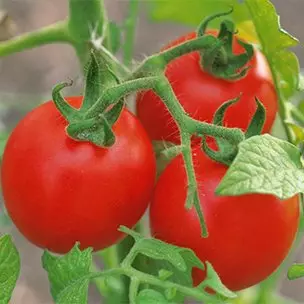 열린 토양 파방범을위한 토마토의 초기 품종