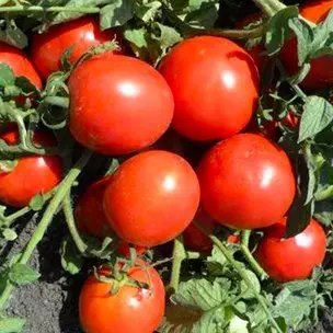 오픈 토양 마리 샤를위한 토마토의 초기 품종