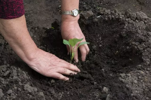 Plantando repolho