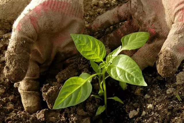 Pepper seedlings