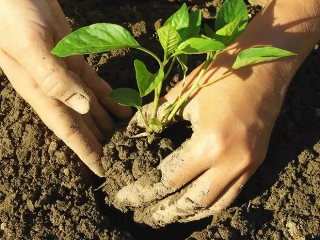 Kalendaryo sa Pagtanom sa Lunar Pepper