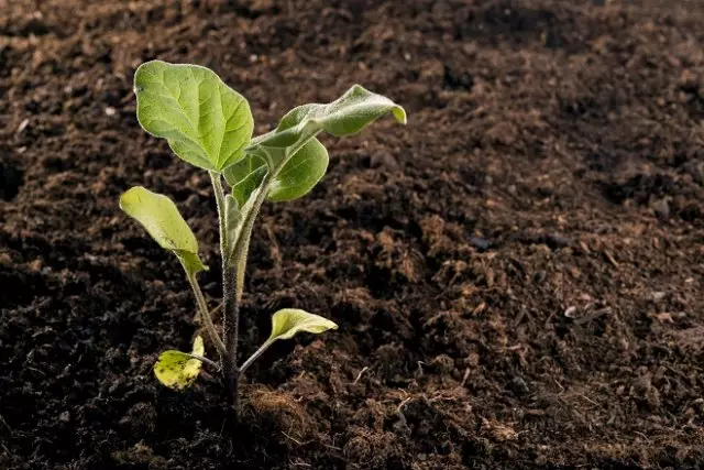 Lunar Calendar Landing eggplants