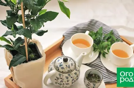 Tea daga ganyayyaki: Wanne tsire-tsire na iya zama 3934_1