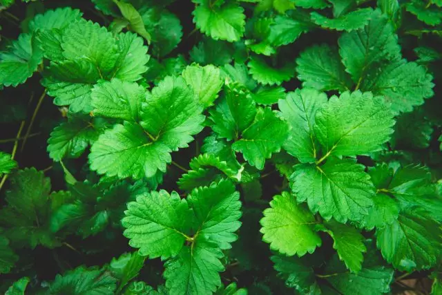 Tea from strawberry leaves