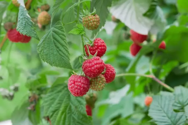 Raspberry Leaves Tea