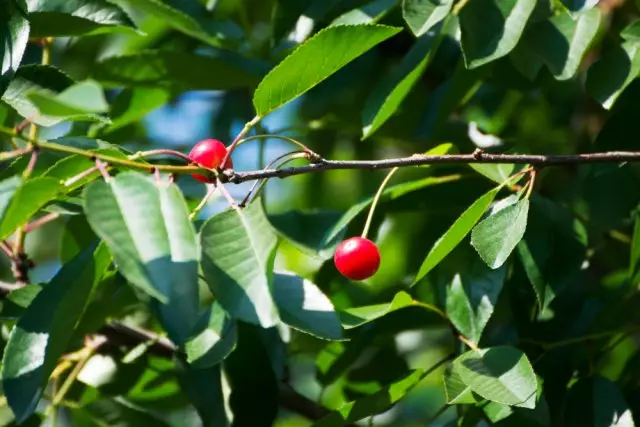 tea from cherry