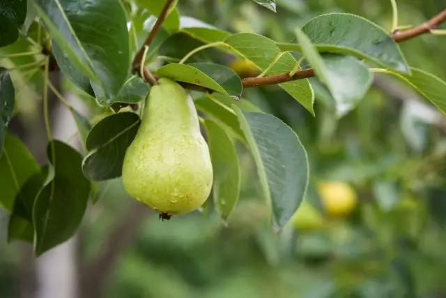 Tea from sheets of pears