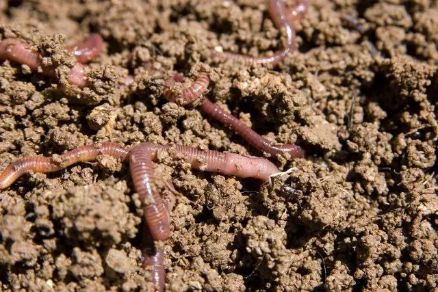 Komposting Würmer bauen duerch den Dreck am Gaart