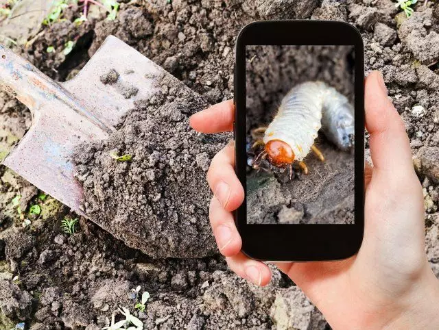 Konsep Taman - Man Njupuk Foto Putih Larva Cockhafer ing Lemah ing Gadget Mobile ing Taman