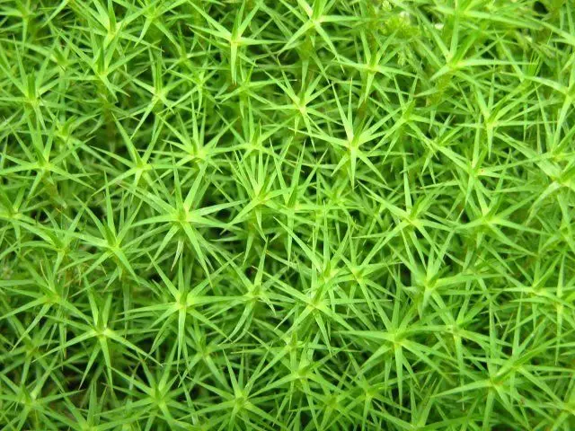 Green Moss ကိုနောက်ခံအဖြစ် Closeup View