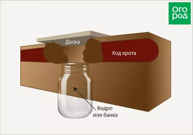 Skema Caltching