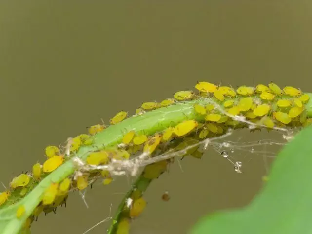 ಕಾಂಡದ ಮೇಲೆ ಟಿಎಲ್ಎಲ್