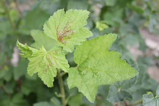 Currant 'ਤੇ tly' 'ਤੇ ਕਦੋਂ ਛੁਟਕਾਰਾ ਪਾਉਣਾ ਹੈ - ਸੰਘਰਸ਼ ਦੇ ਸਭ ਤੋਂ ਪ੍ਰਭਾਵਸ਼ਾਲੀ methods ੰਗ 3955_9