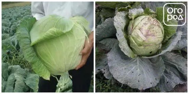 Byishimo Bya Cabbage