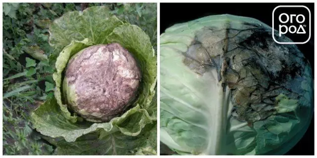 Cabbage vascular bacteriosise