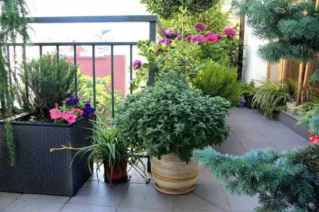 Planter for skyggefull balkong Beskrivelse Foto