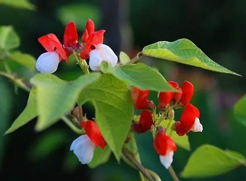 Kacang merah