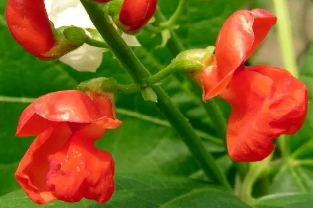 Kacang merah