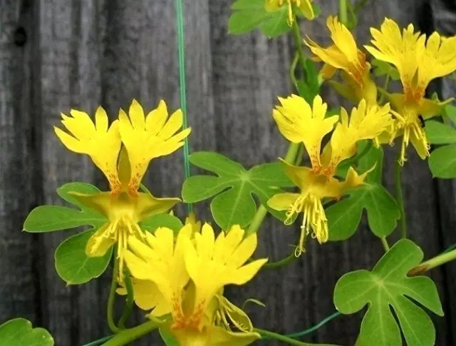 Nasturtium inrogenic.