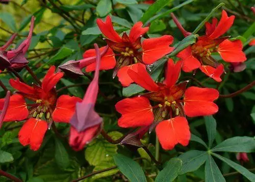 Nasturtium hardd