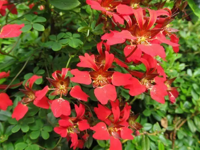 Nasturtium cantik