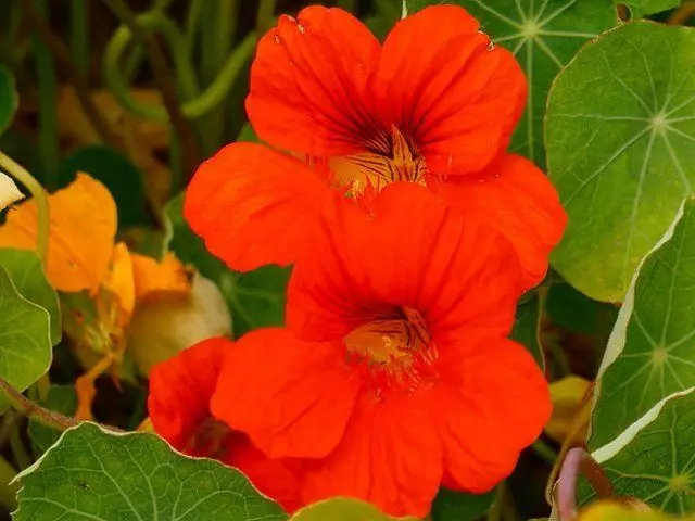 Nasturtium loj