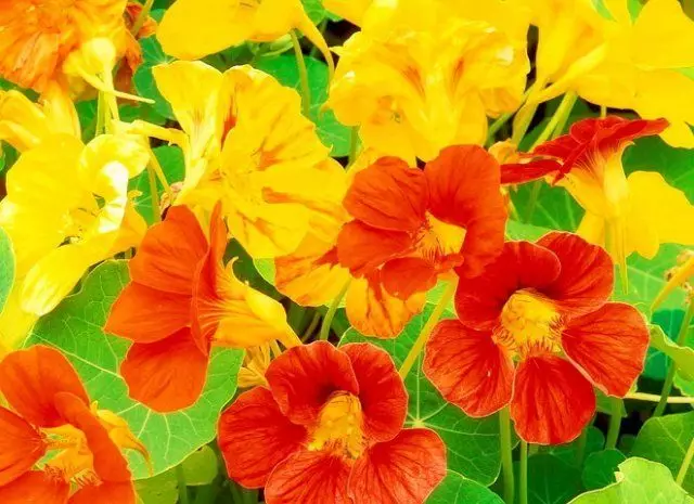 Dasturtium ठूलो