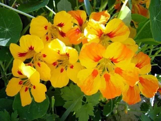 Nasturtium grande