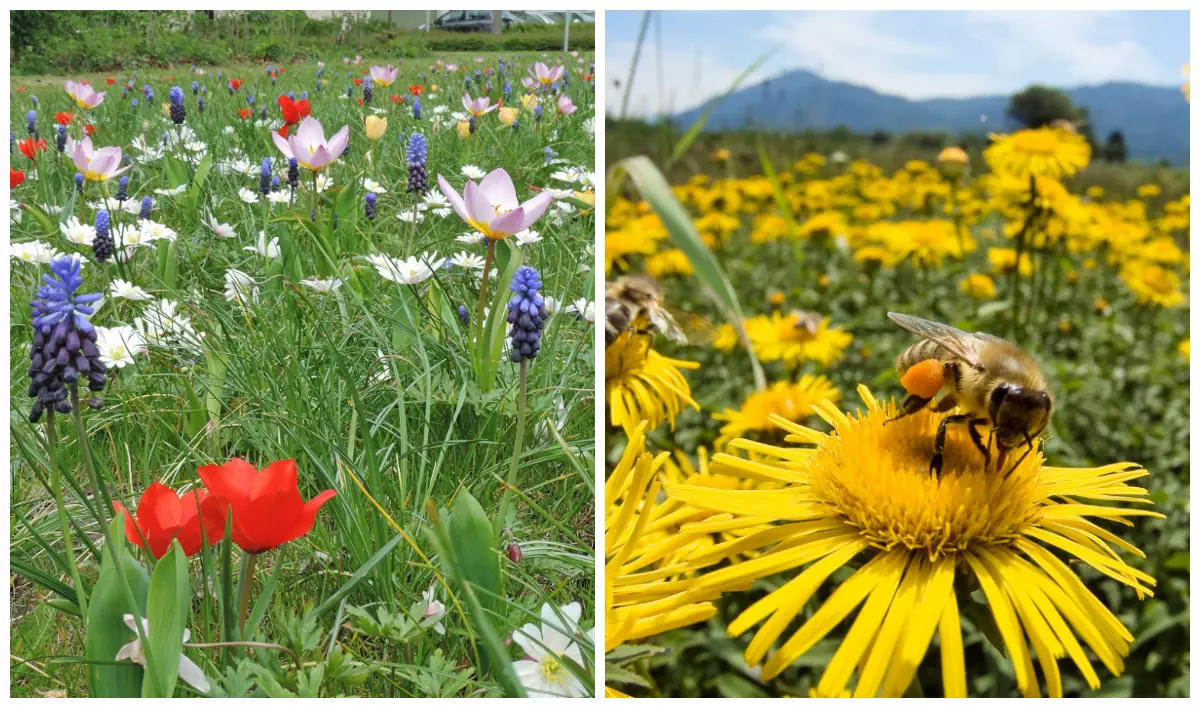 Abejas en la trama