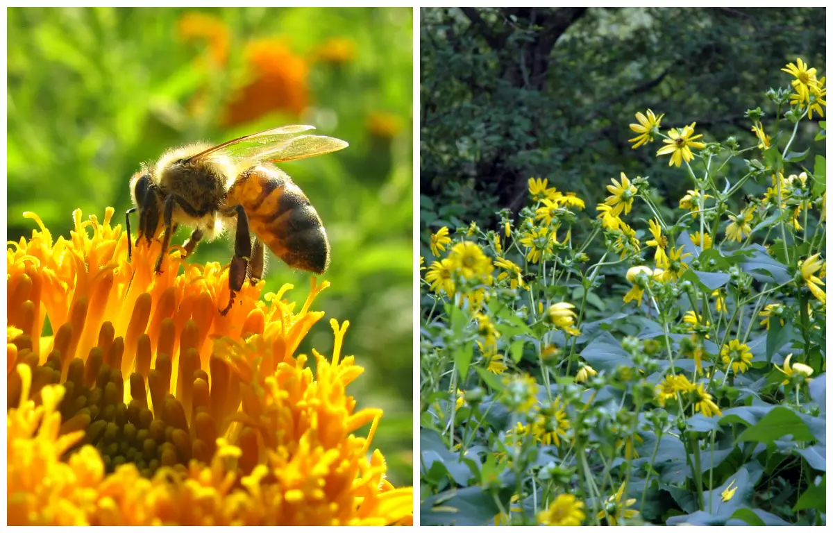 Abejas en la trama