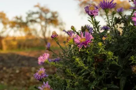 Iyo yakanyanya kuomesa gadheni remaruva, kana kuti maruva emabhenari ekusarudza kune urals 4009_10