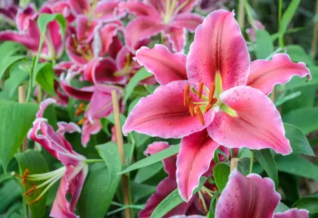 Oreiental lilies