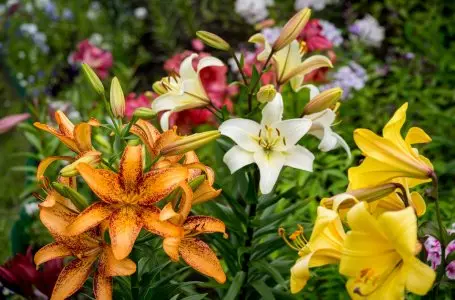 Il giardino floreale più severo, o quali fiori perenni scelgono per gli Urali 4009_21