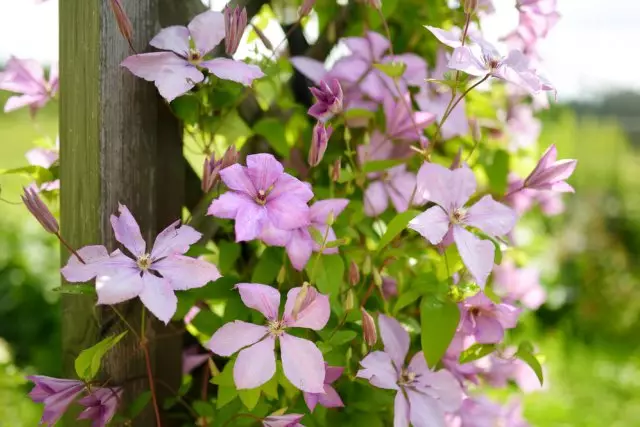 Clematis