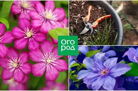 Il giardino floreale più severo, o quali fiori perenni scelgono per gli Urali 4009_27