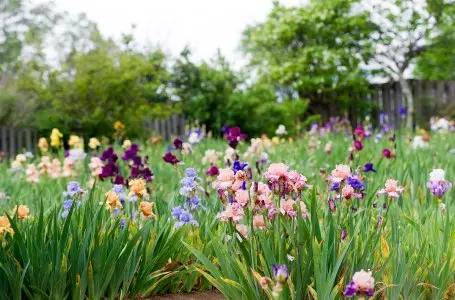 The most stern flower garden, or what perennial flowers to choose for the Urals 4009_4