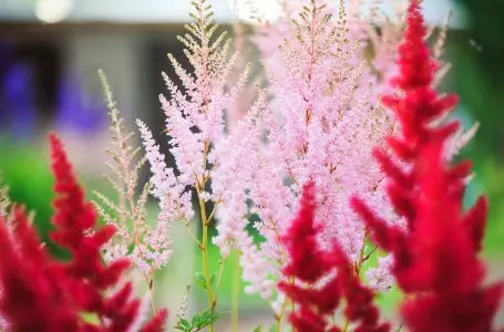 Il giardino floreale più severo, o quali fiori perenni scelgono per gli Urali 4009_7