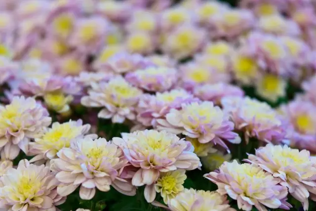 Chrysanthemum