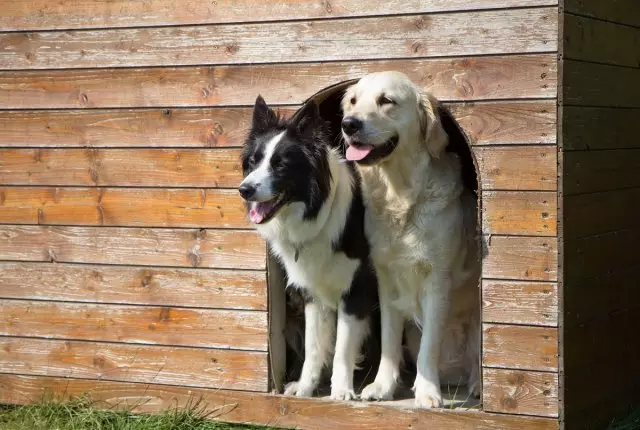 Dos gossos en un gran estand