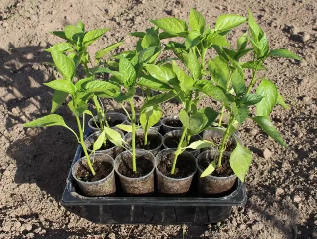 مرچ seedlings.