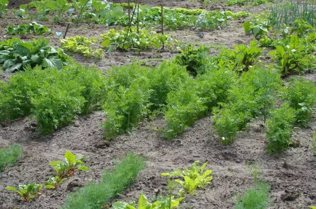 carrots and beets on the garden