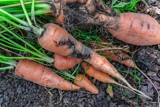 Увреждане на морковите, причинени от ларвата на мухата. Защитете вредителите на градината.