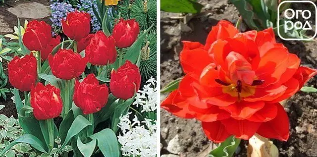 ABBA Tulips (ABBA)