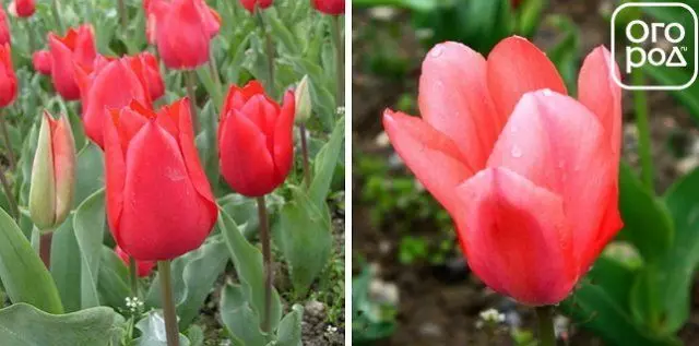 Ruby red tulips (ruby e khubelu)