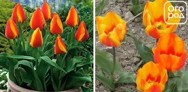 Tulips flair (flair)