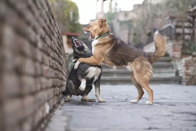 Hunde beißen sich gegenseitig