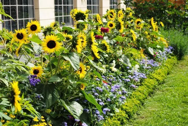 Sunflowers.